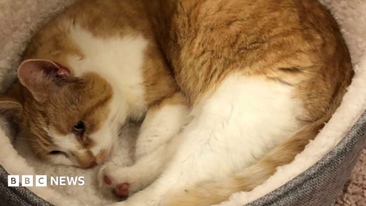 Norwich Tesco cat ban after year-long welcome - BBC News