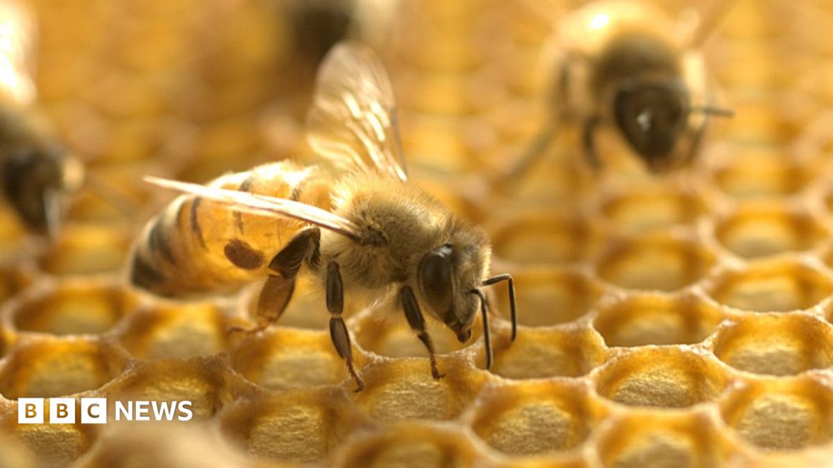 Australia honey bees put in lockdown due to deadly varroa parasite ...