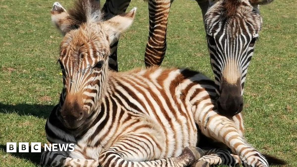 Fireworks believed to have led to Somerset zoo's zebra death - BBC News