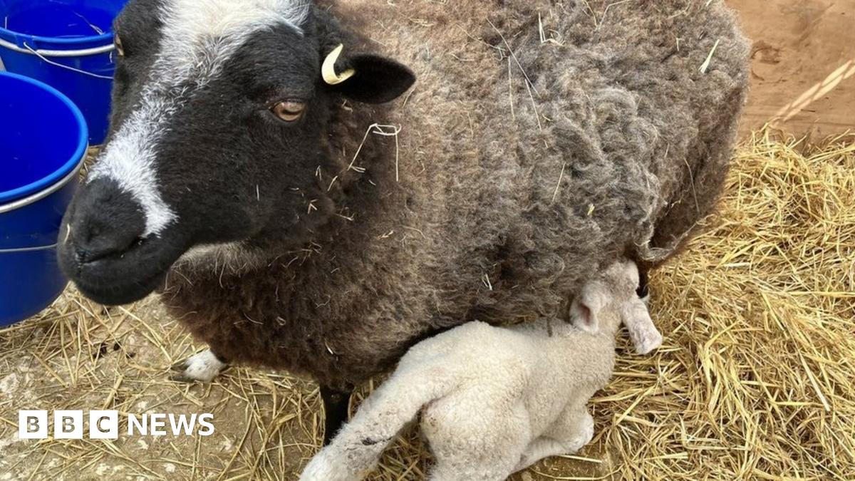 Suffolk ewe who cried for stillborn lamb adopts orphan - BBC News