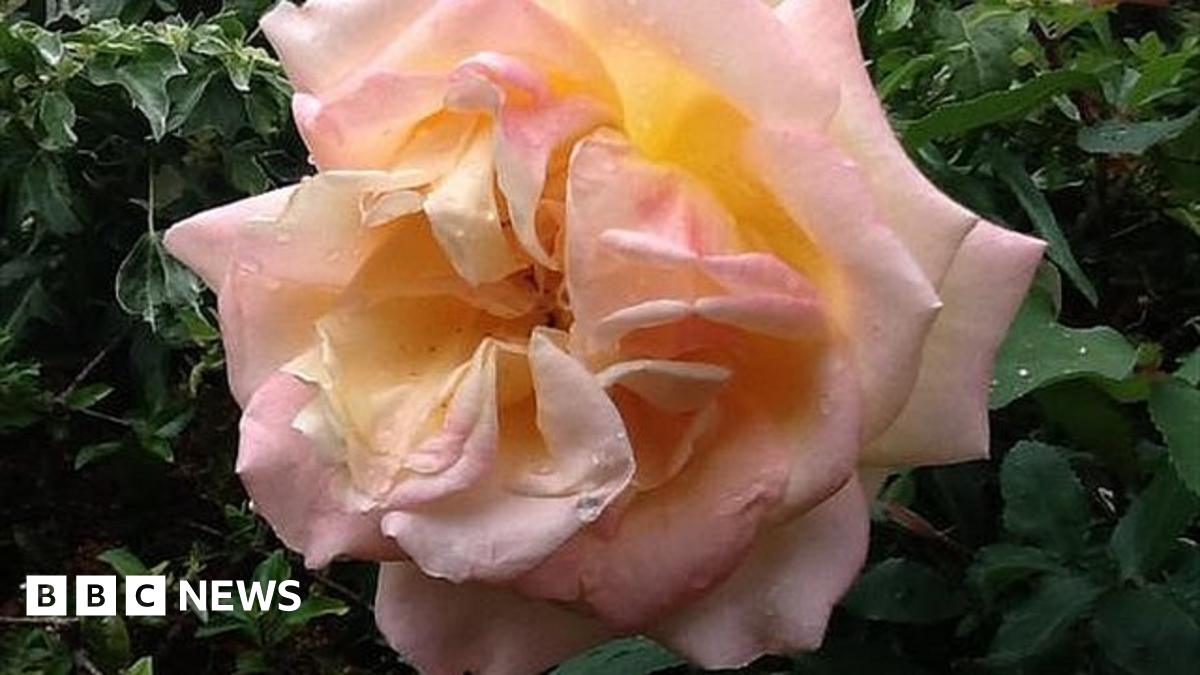 'Extinct' rose discovered in garden hedge in Gloucester - BBC News