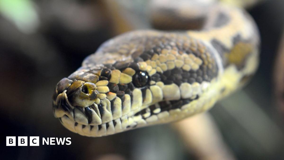 Australia: Python bites and drags five-year-old into pool - BBC News