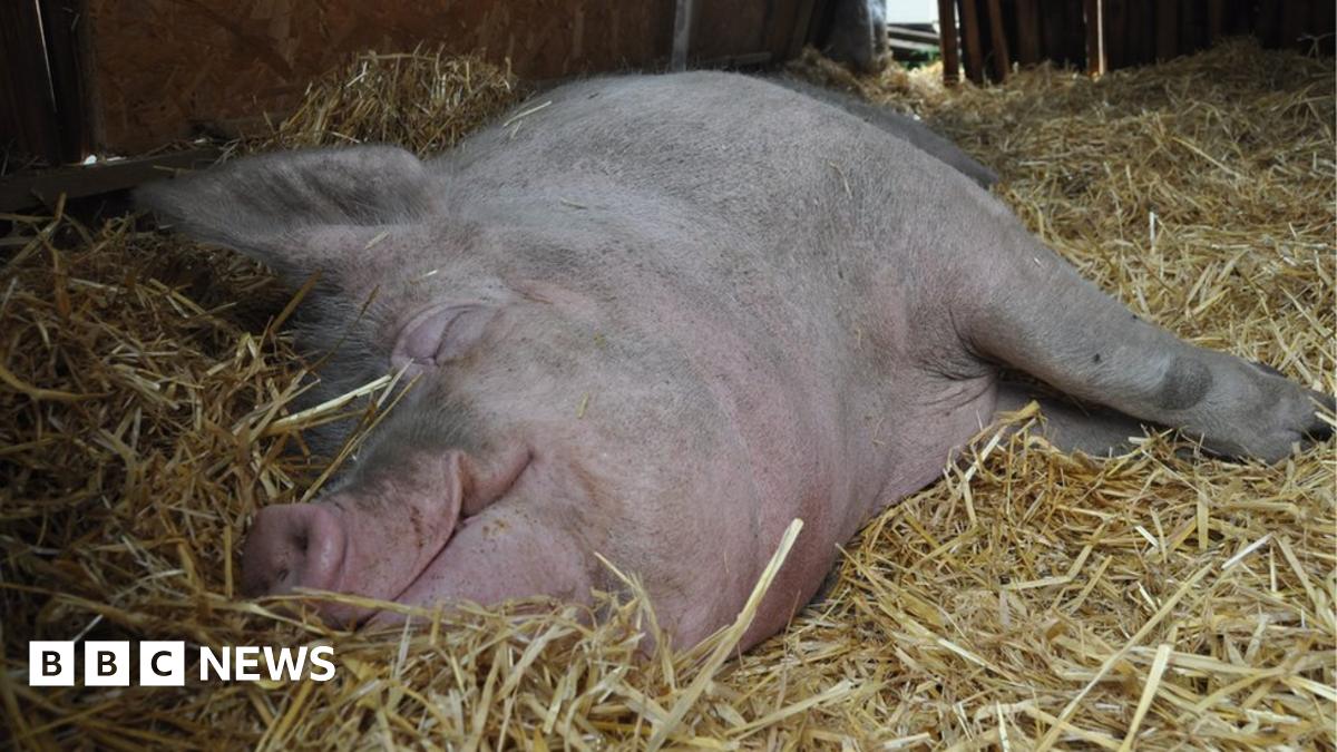 Escaped Ipswich pig Pog 'wanted to meet people' - BBC News