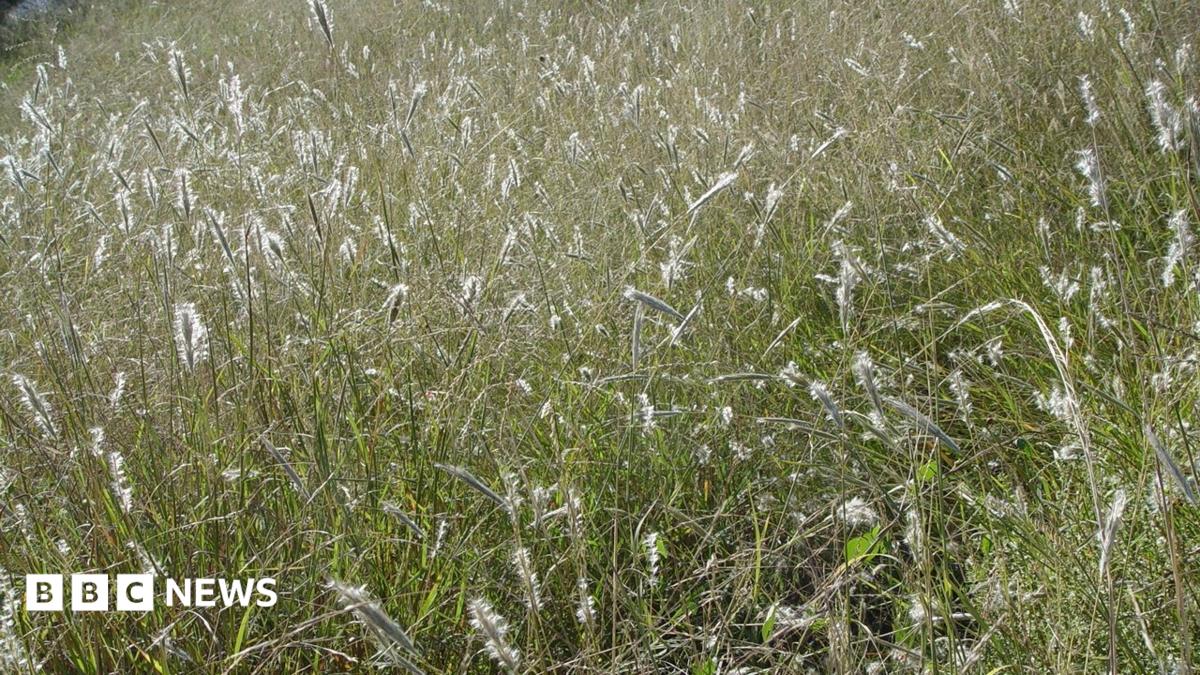 Grass food crops facing climate change challenge - BBC News