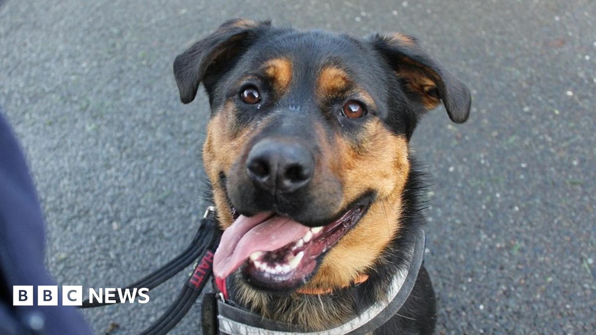 Cornwall RSPCA sees rise in rescue dogs due to pandemic - BBC News