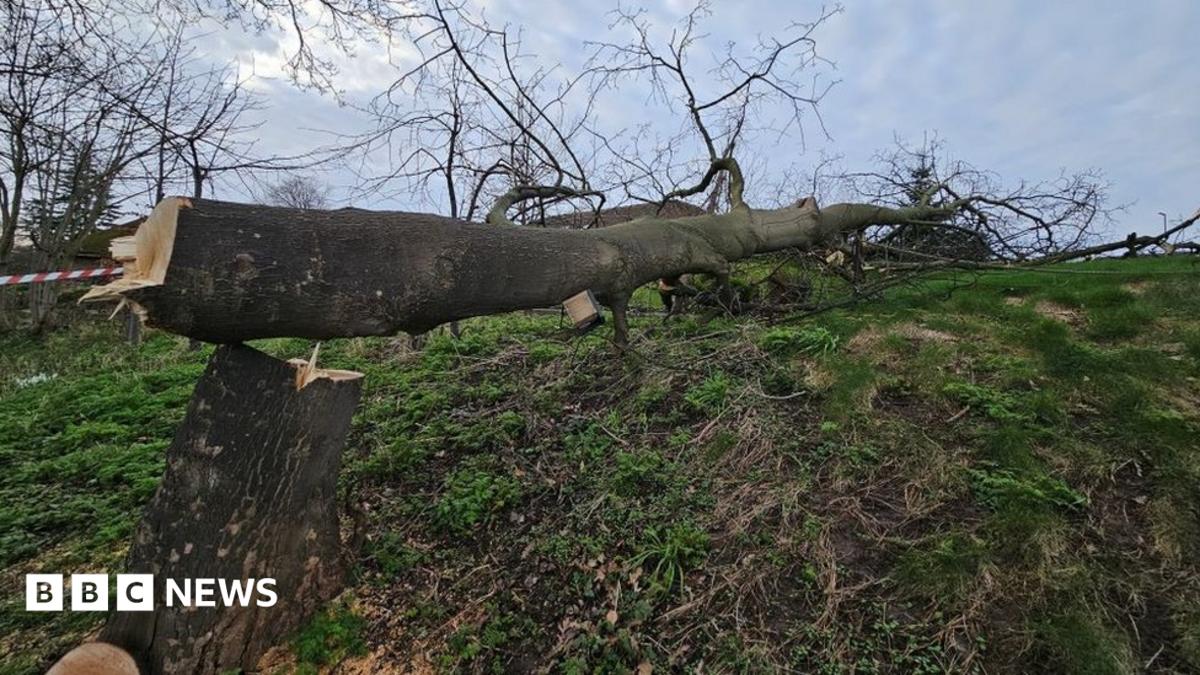 Upset after intruder chops down Wakefield Hospice's 'symbolic' tree ...