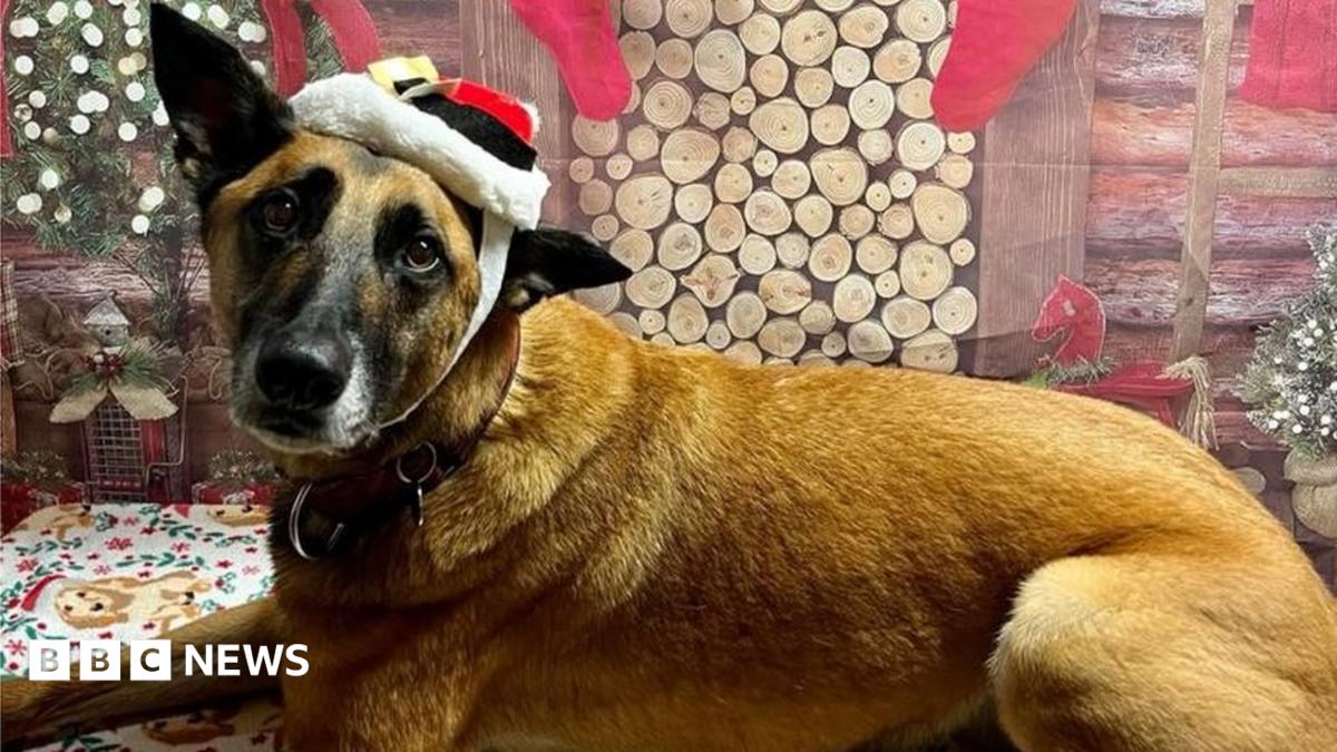Hellesdon: Chase the rescue dog to get Christmas to remember - BBC News