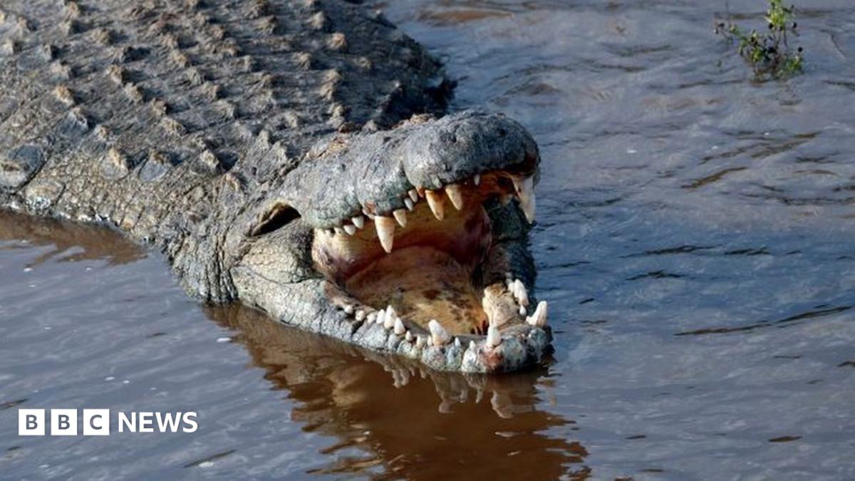 Kenya's Lake Baringo: Surviving hippo and crocodile attacks - BBC News