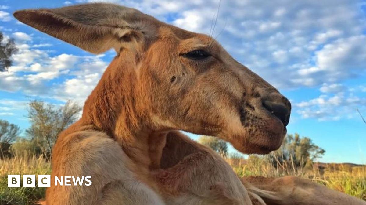 Roger the kangaroo: Enormous roo dies aged 12 - BBC News