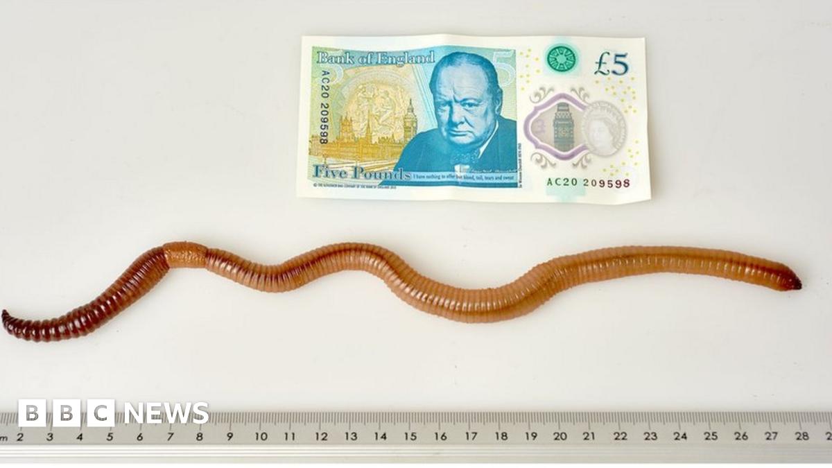 largest worm ever
