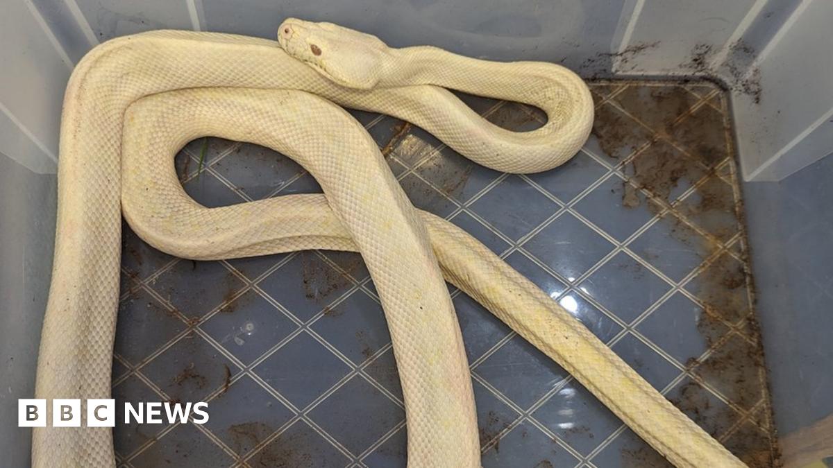 Carpet pythons found abandoned in cardboard box in Doncaster - BBC News