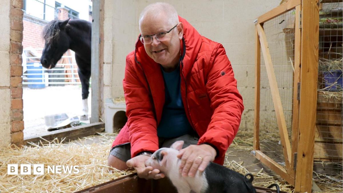 Blind piglet reunited with grandad who rescued him - BBC News