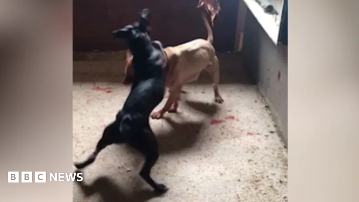 Essex dog fighting group jailed after illegal bouts held - BBC News
