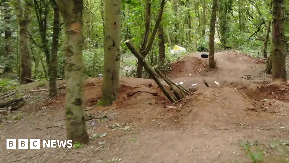 Safety work to begin after vandals fell trees at Leamington Spa park ...