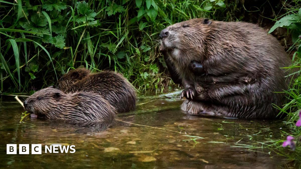 Call to make beaver boom official - BBC News