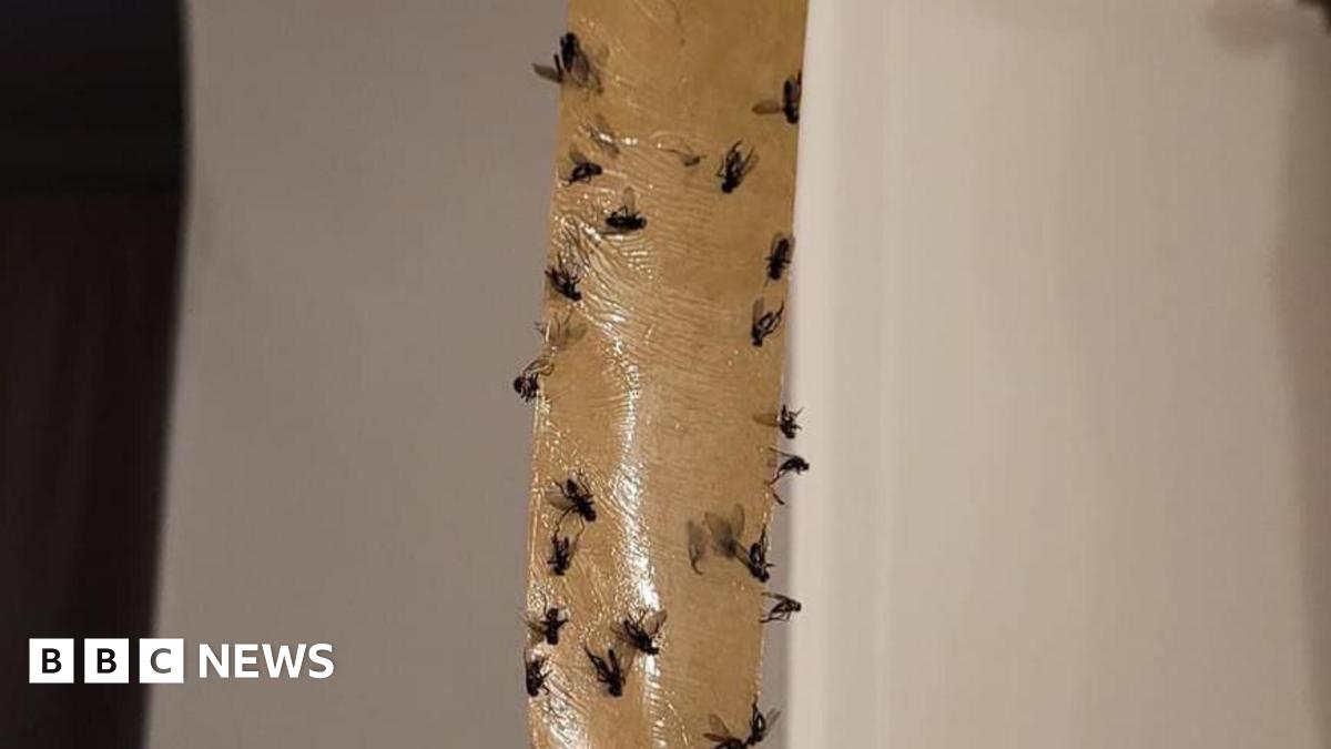 Leamington Spa fly infestation needs to be resolved - MP - BBC News
