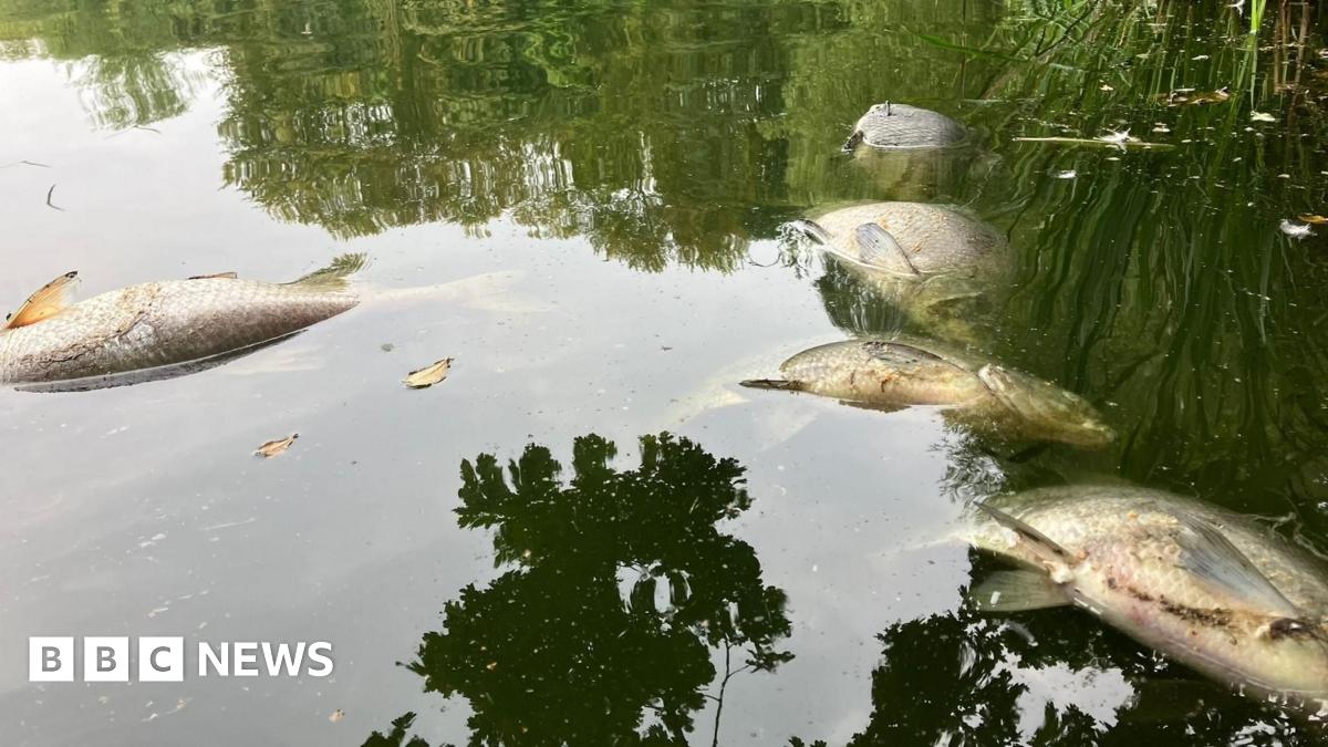 Angler believes polluted lake could take years to recover - BBC News