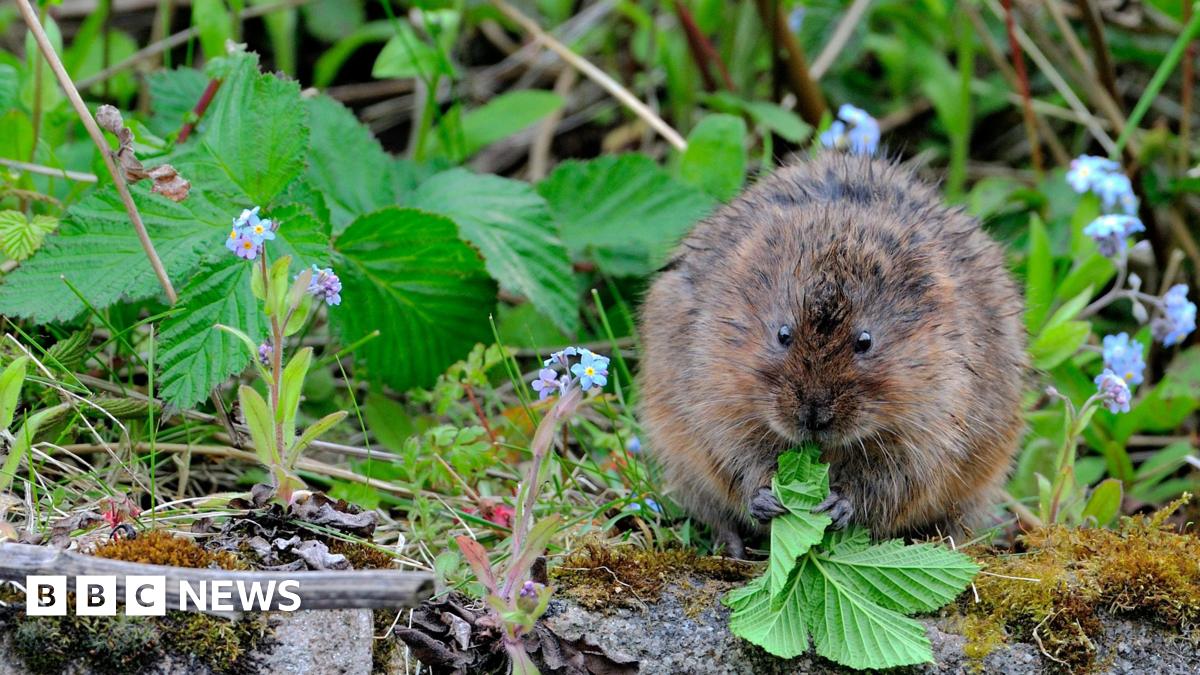 'Vole-unteers' sought to stem rare mammal decline - BBC News