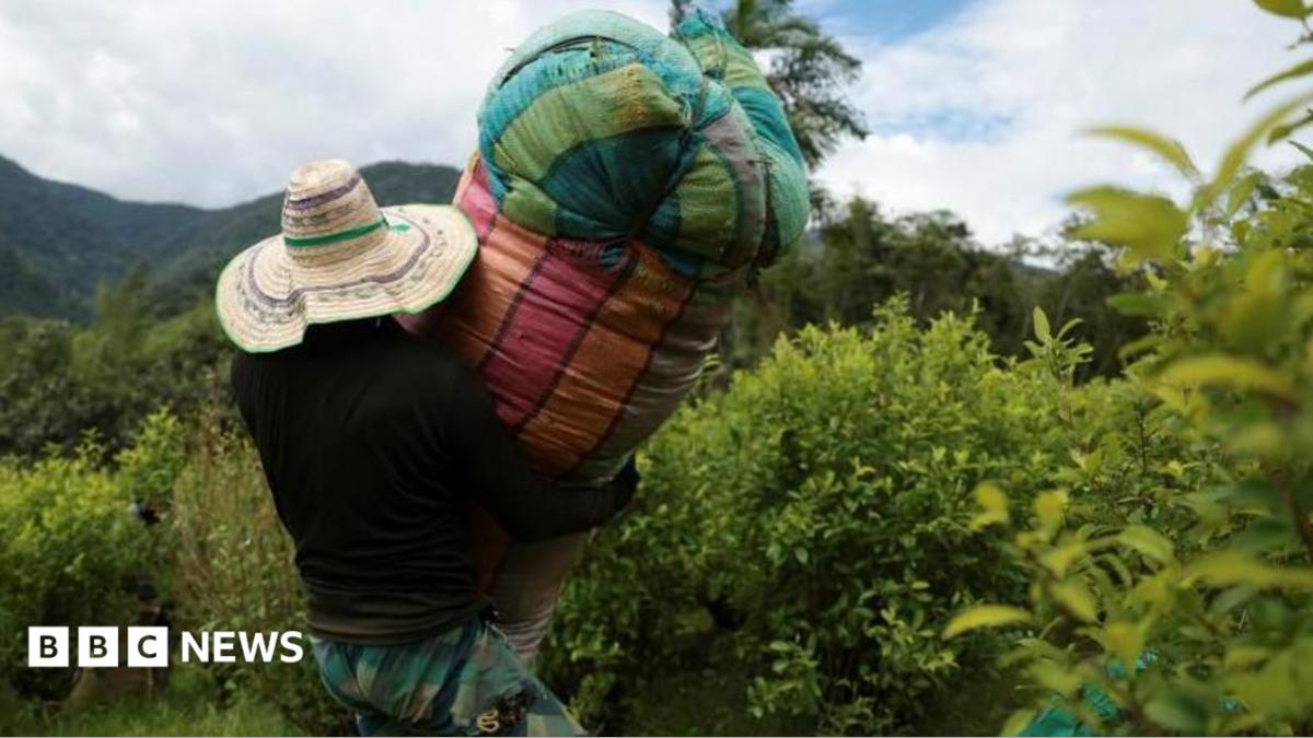 US designates Colombia country 'failing to cooperate in drug war' - BBC ...