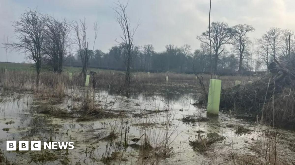 UK farmers share bleak warning as food crops lost to floods - BBC News
