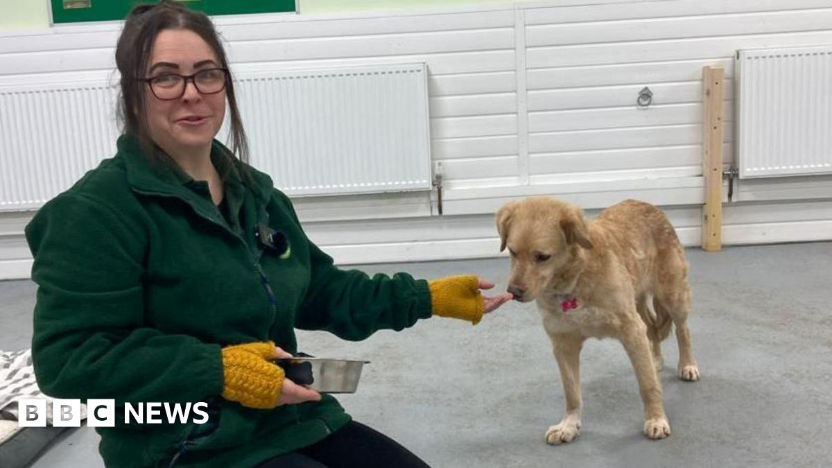 Hull dog rescue charity fears for its future - BBC News