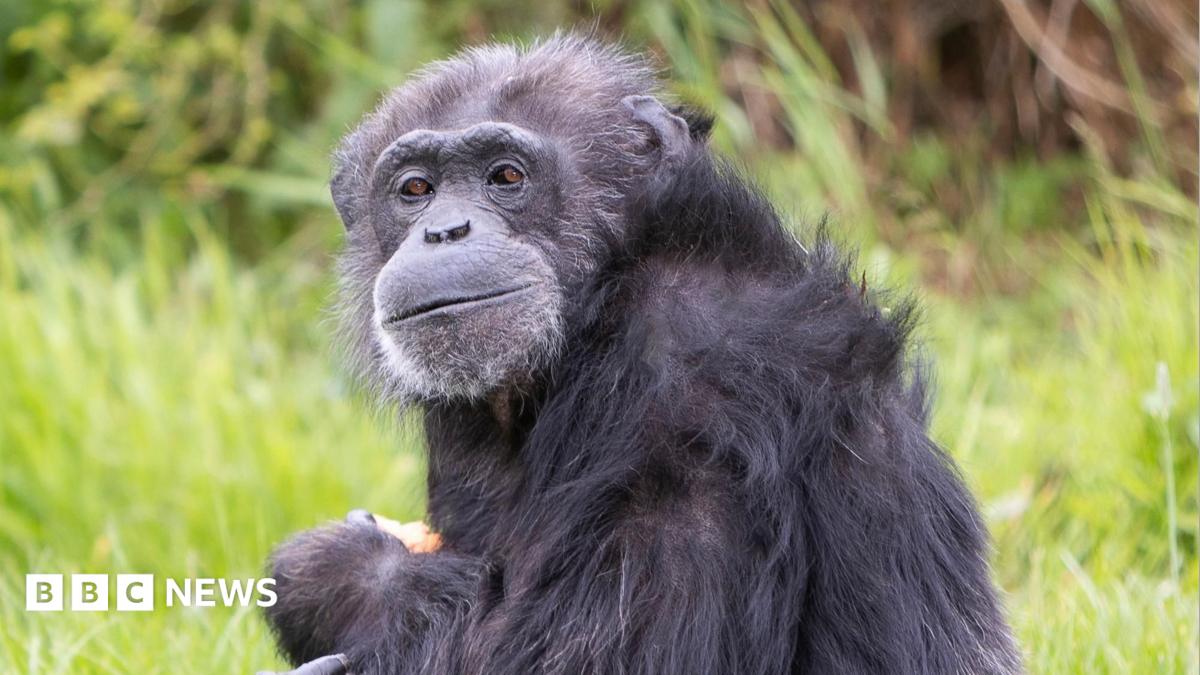 Whipsnade Zoo's oldest chimpanzee that once escaped has died - BBC News