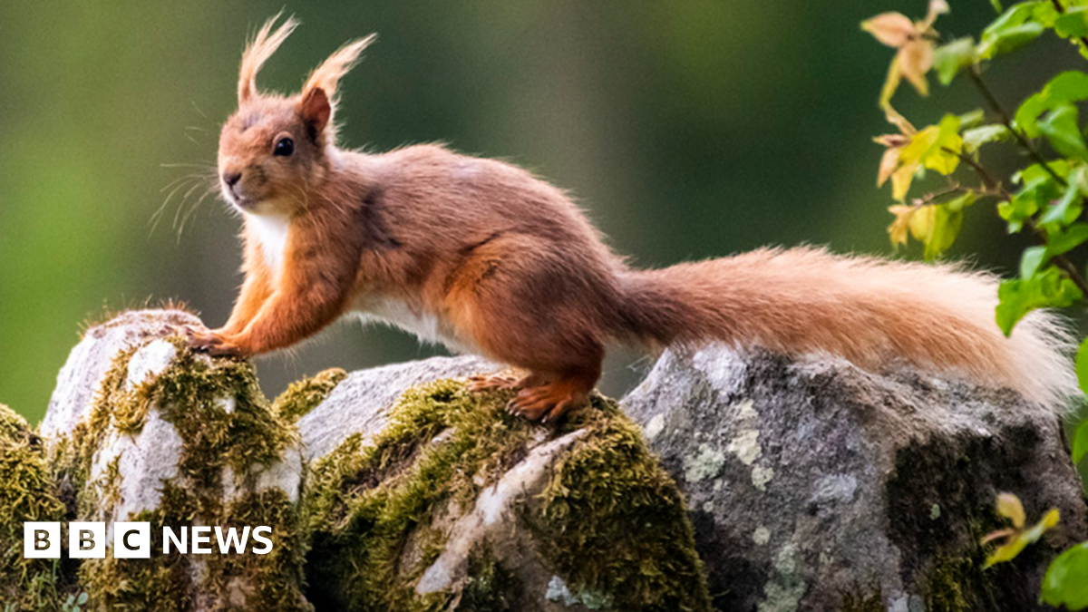 Red squirrels outnumbered by greys in Northumberland and Cumbria - BBC News