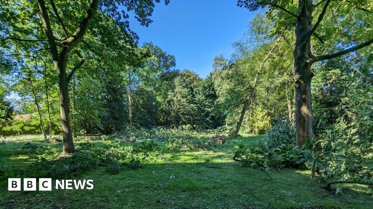 Men fined for felling protected trees in Sudbrooke - BBC News
