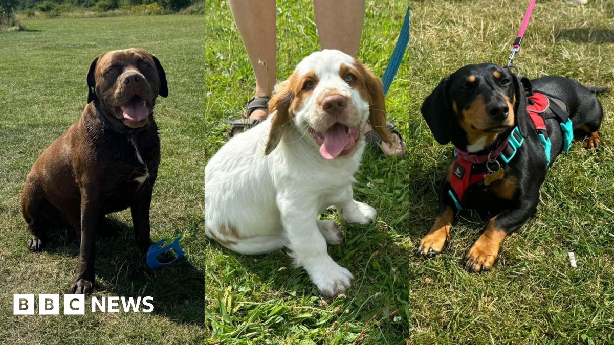 Pet owners welcome £100 fines for 'nuisance' dogs in Tendring - BBC News