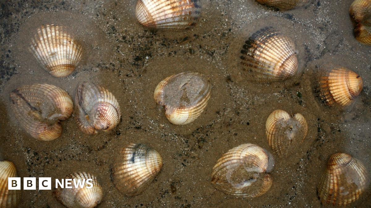 Shellfish bed at Heacham is closed due to bacteria levels - BBC News