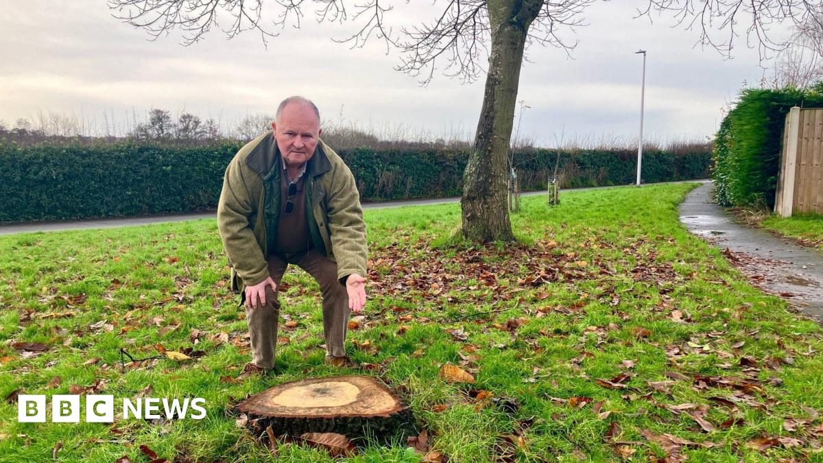 Shropshire Council sorry for wrongly felling oak tree - BBC News