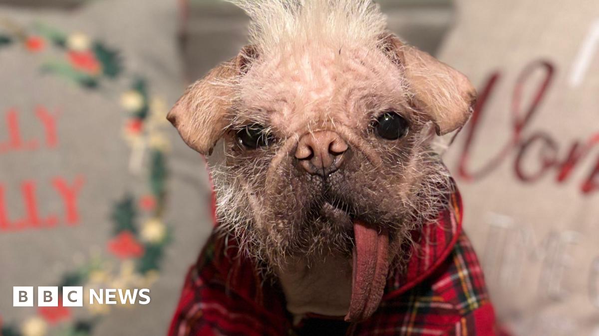 Deadpool dog Peggy has had 'unbelievable' year, says owner - BBC News