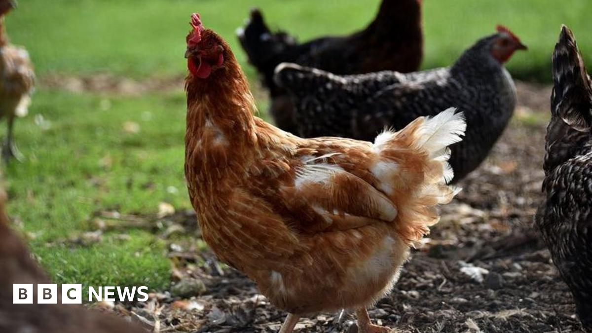 Wiltshire animal rescue centre aiming to rehome 1,400 chickens - BBC News