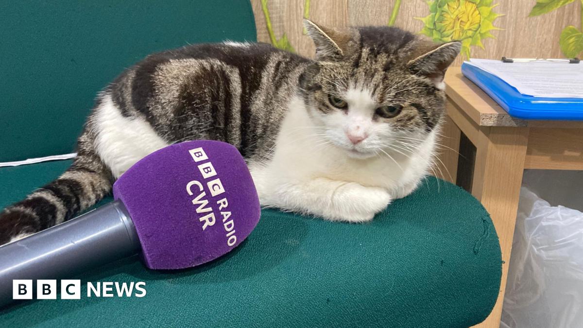 Atherstone primary school cat Cilla wins award for calming pupils - BBC ...