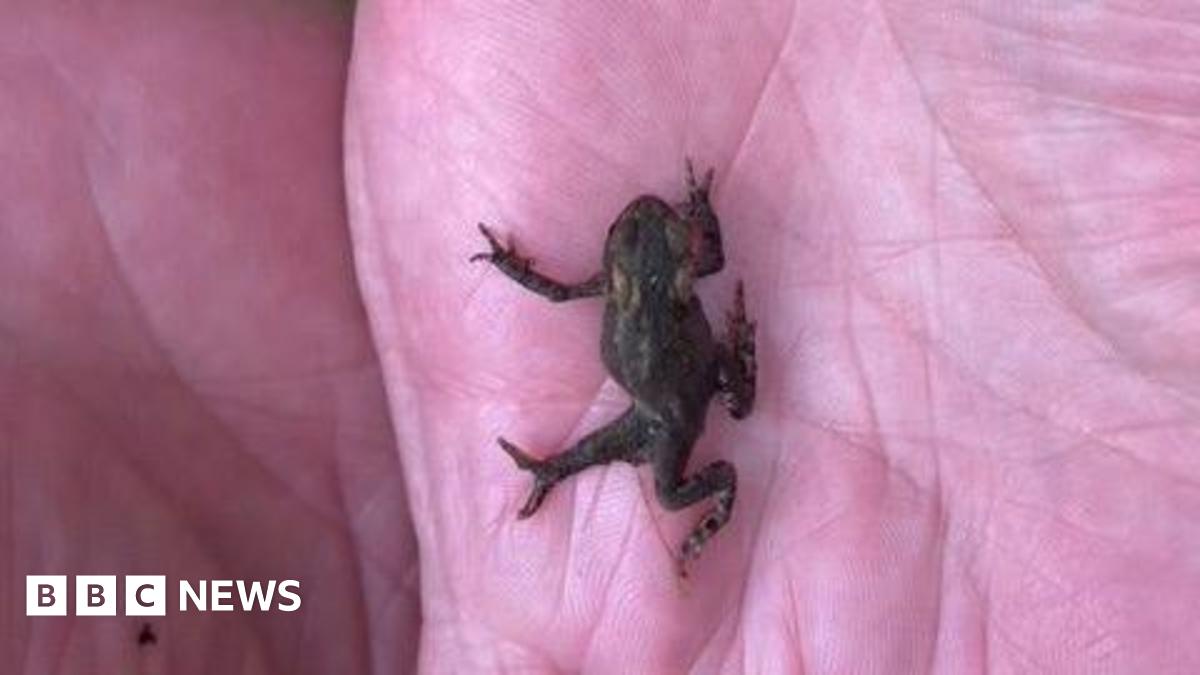 Rare five-legged toad found in Devon garden pond - BBC News