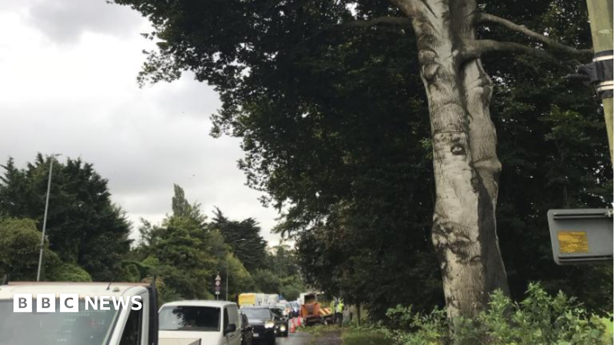 Brighton: Beech trees to be felled over road safety concerns - BBC News