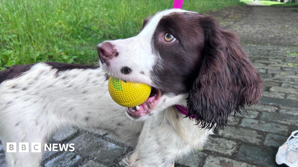 Dog rescued from squalid conditions finds new home in Halifax - BBC News