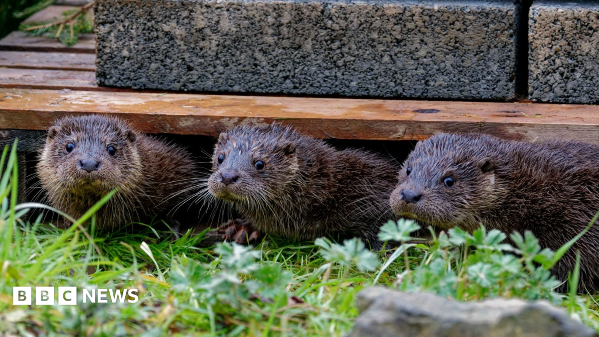Devon otter charity raises thousands to help relocate - BBC News