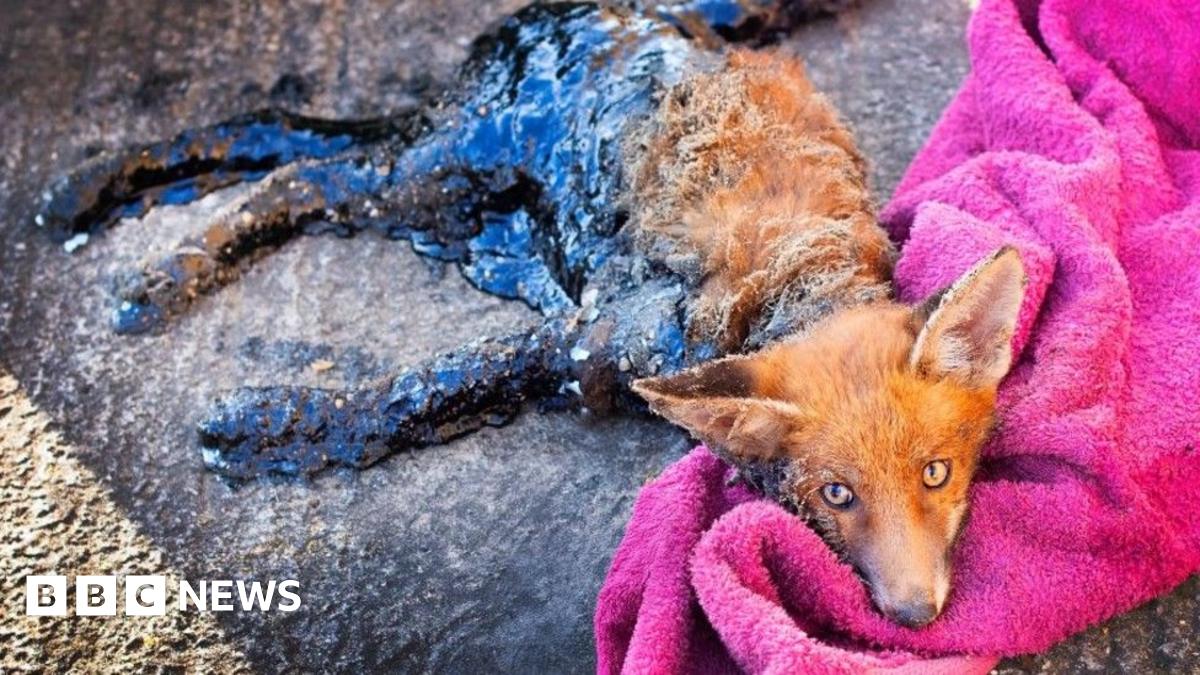 London fox cub coated in bitumen rescued by Essex animal hospital - BBC ...