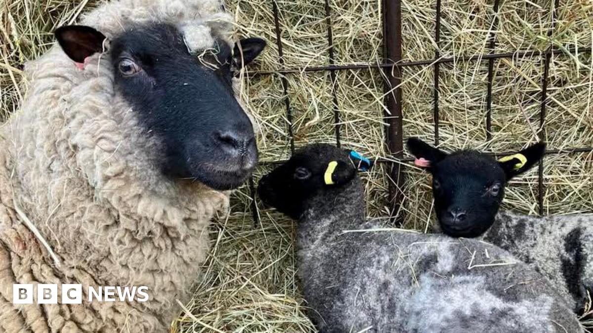 Sheep shot while pregnant gives birth to twin lambs - BBC News