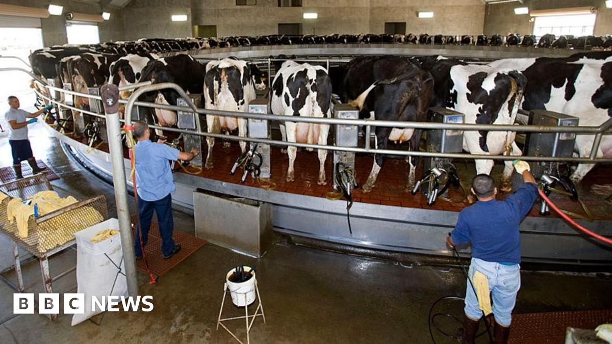 Cows, dairy workers, and America's struggle to track bird flu - BBC News