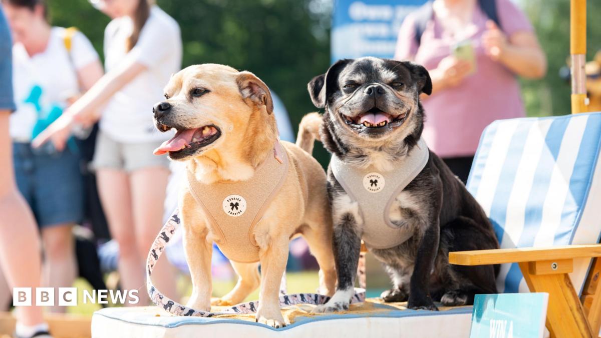 New Forest dog festival creates own beach amid UK pooch ban - BBC News