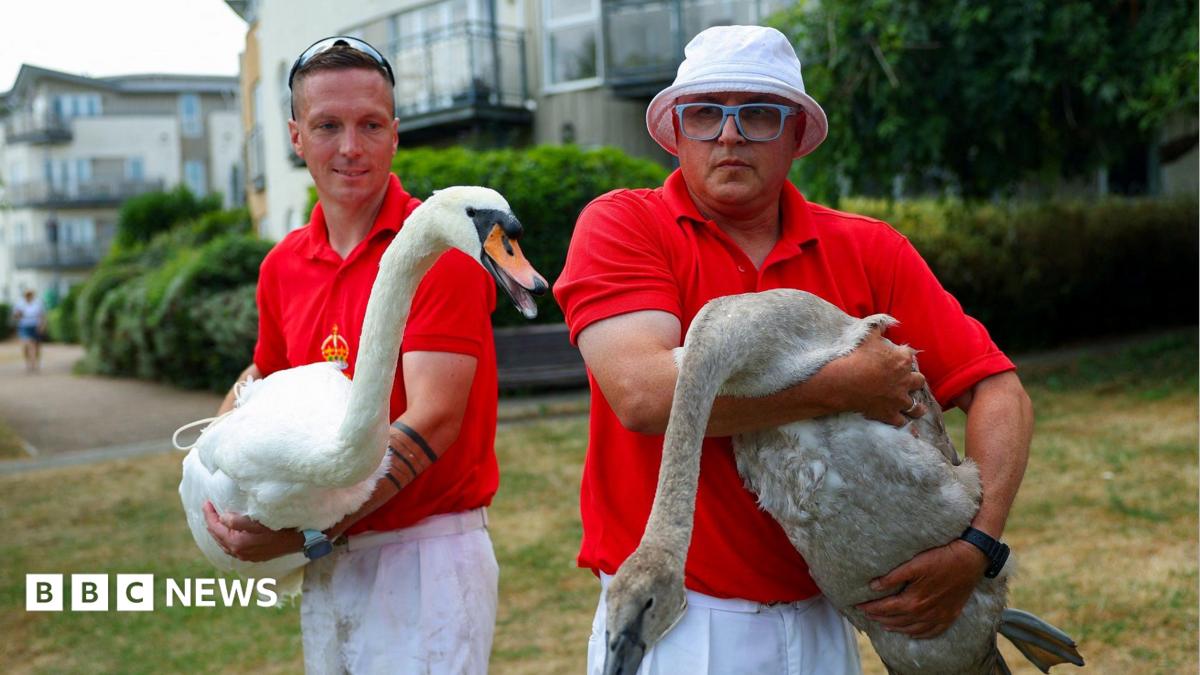 Swan upping tradition carried out on River Thames - BBC News