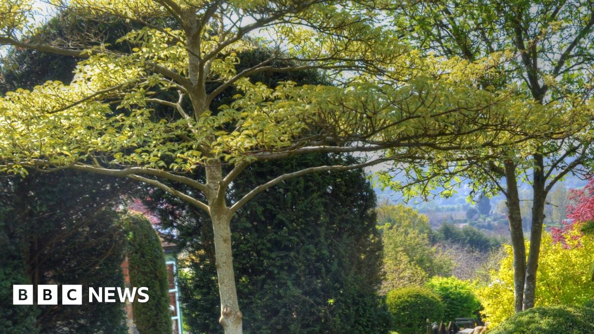 'Dinosaur tree' Wollemi pine in Worcestershire has first seeds - BBC News