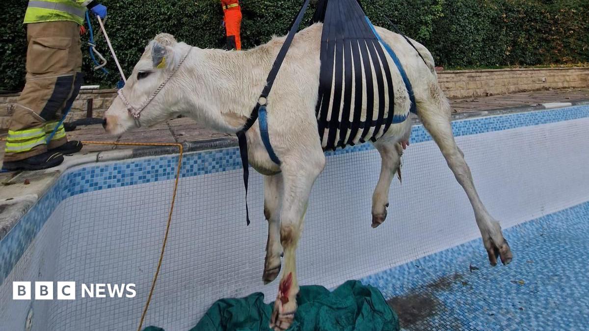 Stuck pregnant cow remoo-ved from swimming pool by firefighters - BBC News