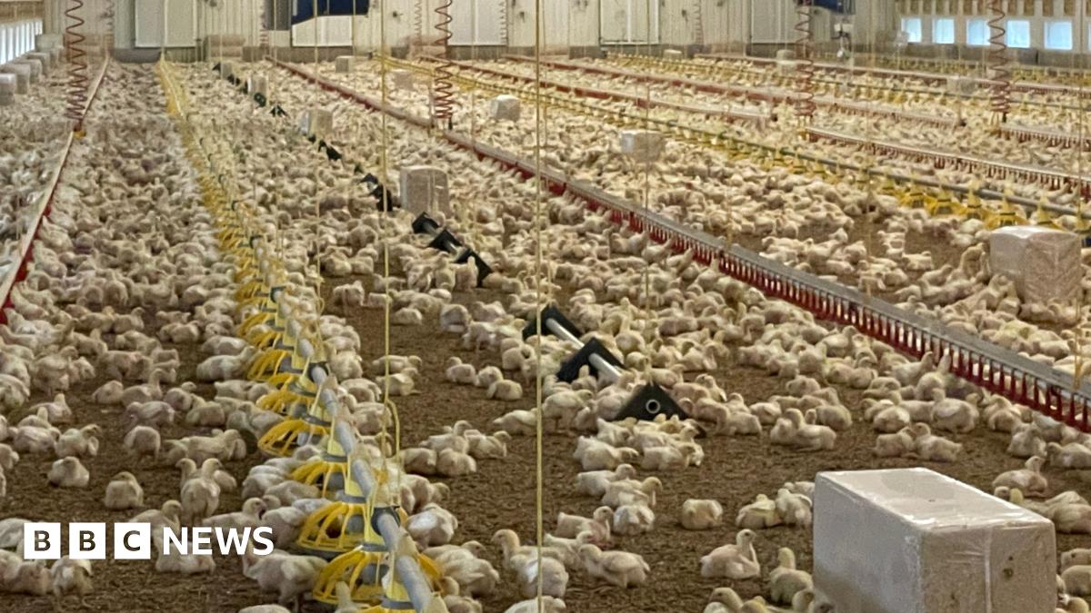 Seven year Shropshire chicken row continues - BBC News