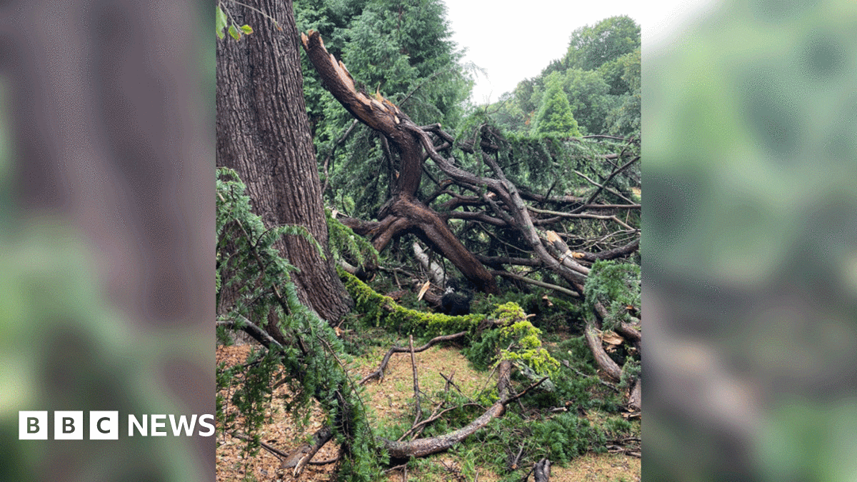 Southend council investigates new park tree branch collapse - BBC News