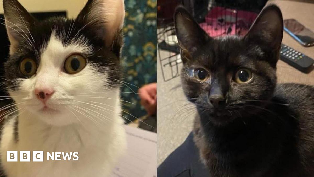 Peterborough Cat Rescue: People giving up pets for 'silliest reasons ...