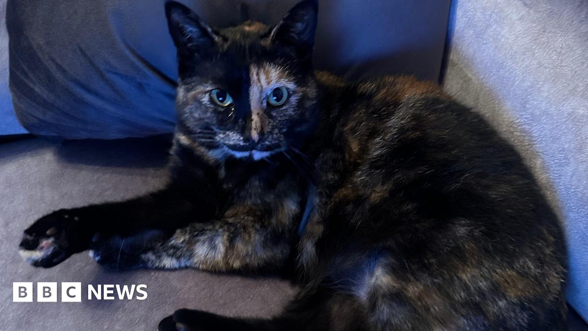 New laws offering pet welfare protection in place from next month - BBC ...