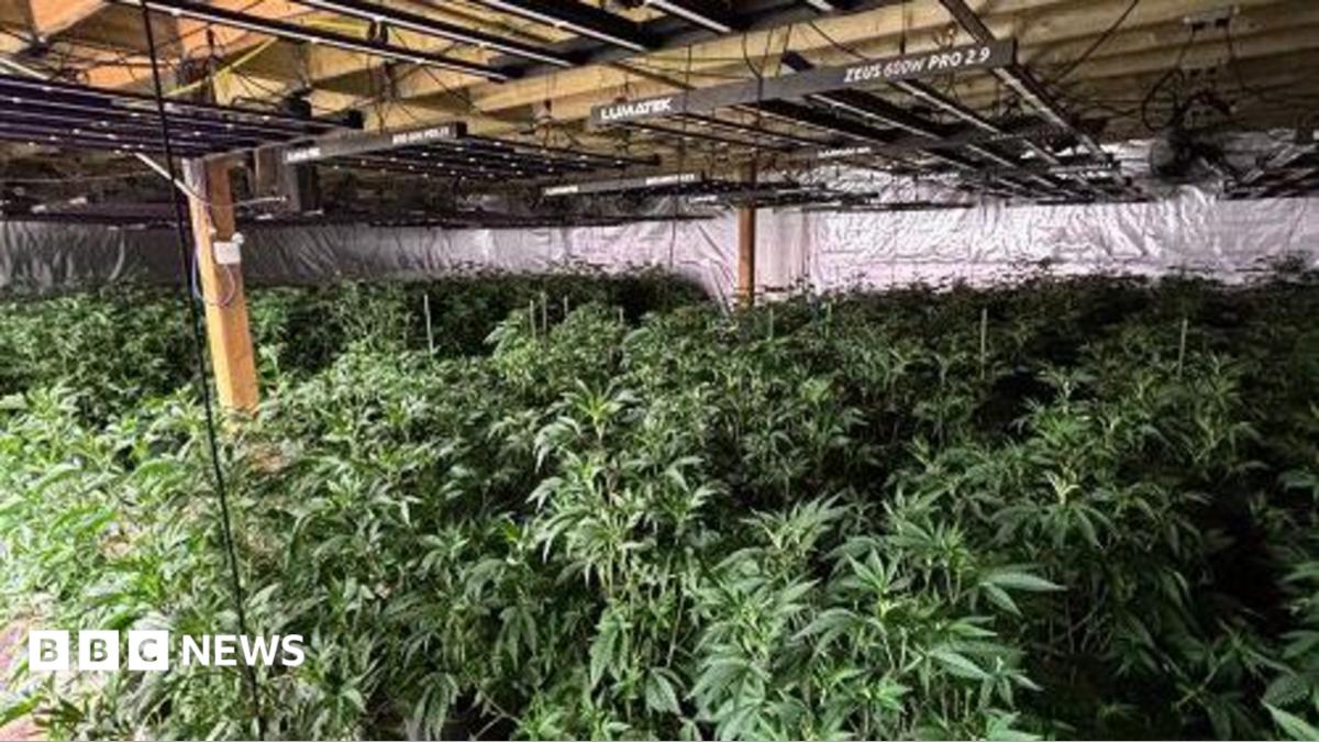 Seven men arrested after cannabis factory found near Thirsk - BBC News